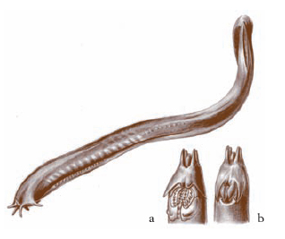 Missiniformi nell'Enciclopedia Treccani