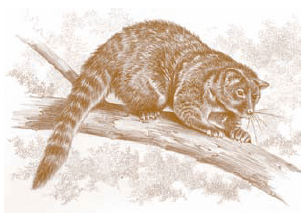 nandinia nell'Enciclopedia Treccani