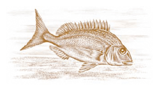 pagello nell'Enciclopedia Treccani