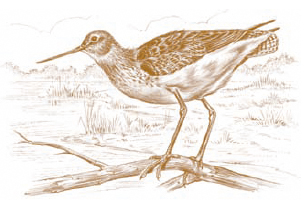 pantana nell'Enciclopedia Treccani