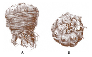 peyotl nell'Enciclopedia Treccani