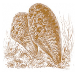 Pinnidi nell'Enciclopedia Treccani
