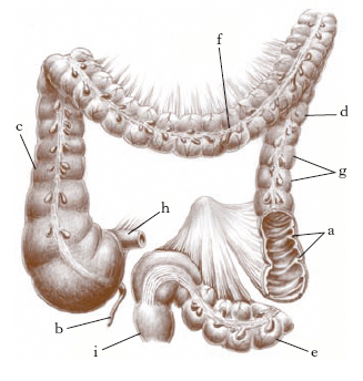 plica nell'Enciclopedia Treccani