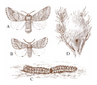 processionaria nell'Enciclopedia Treccani