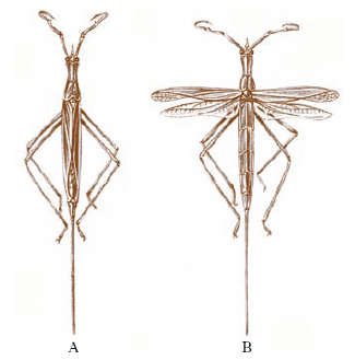 Ranatra nell'Enciclopedia Treccani