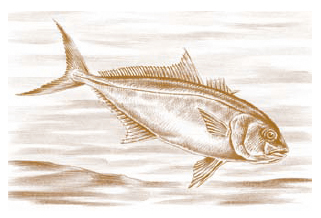 ricciola nell'Enciclopedia Treccani