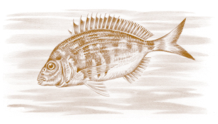 sarago nell'Enciclopedia Treccani