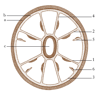 simmetria nell'Enciclopedia Treccani