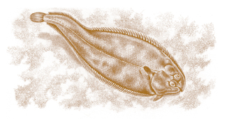 sogliola nell'Enciclopedia Treccani