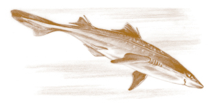 squalo nell'Enciclopedia Treccani