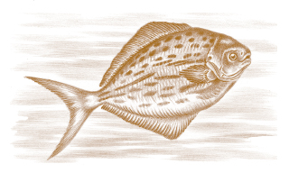 Stromateidi nell'Enciclopedia Treccani