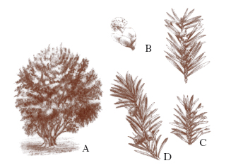 tasso nell'Enciclopedia Treccani