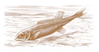 Tetragonuridi nell'Enciclopedia Treccani