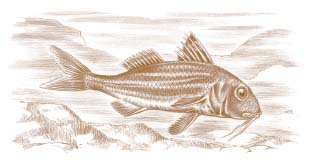 triglia nell'Enciclopedia Treccani