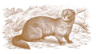 visone nell'Enciclopedia Treccani