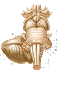 bulbo in "Dizionario di Medicina"
