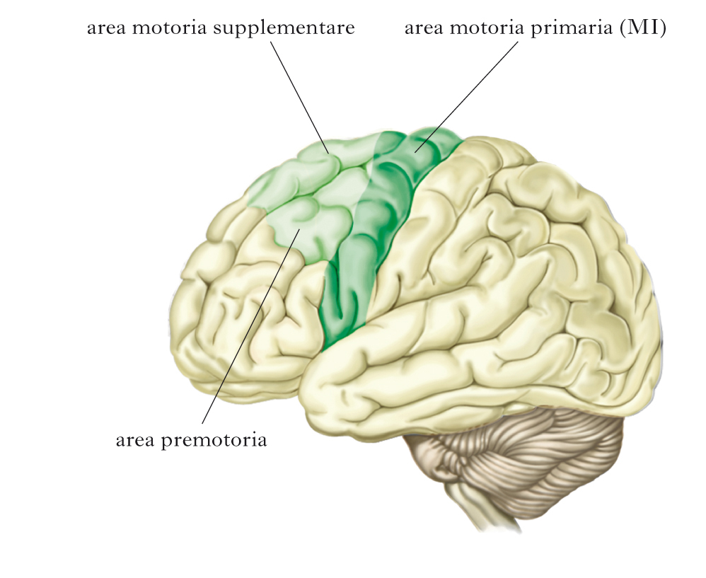 corteccia motoria in "Dizionario di Medicina"