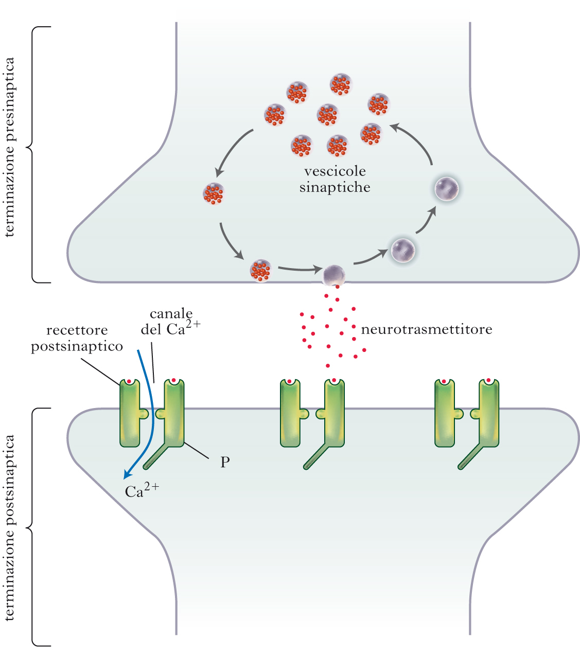 sinapsi in "Dizionario di Medicina"