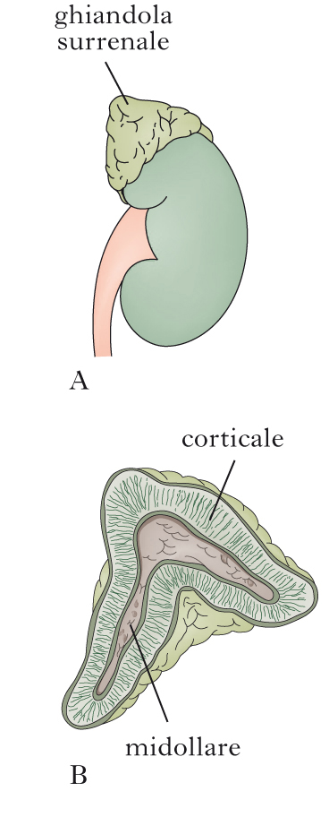 surrene in "Dizionario di Medicina"