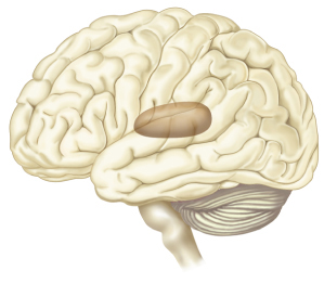 talamo in "Dizionario di Medicina"