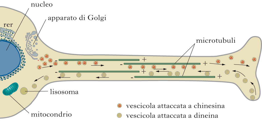 Trasporto assonico
