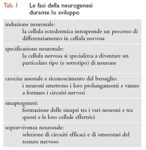 Neuroni e sinapsi in "Enciclopedia della Scienza e della Tecnica"